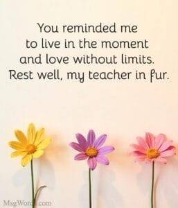 Top 50+ Goodbye Messages to My Cat Who Passed Away